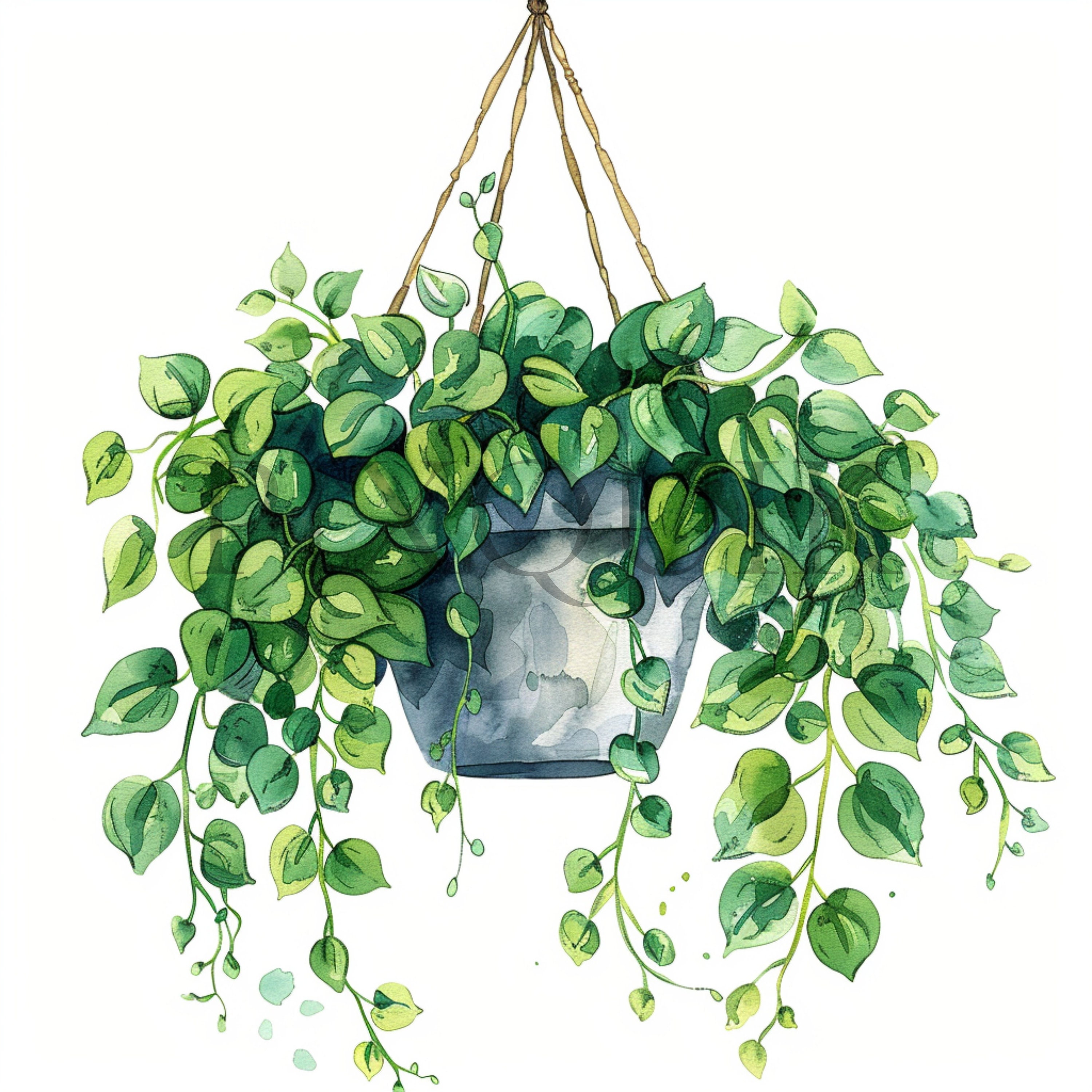 Watercolor Hanging House Plants Clipart 10 High Quality Jpgs Retro ...