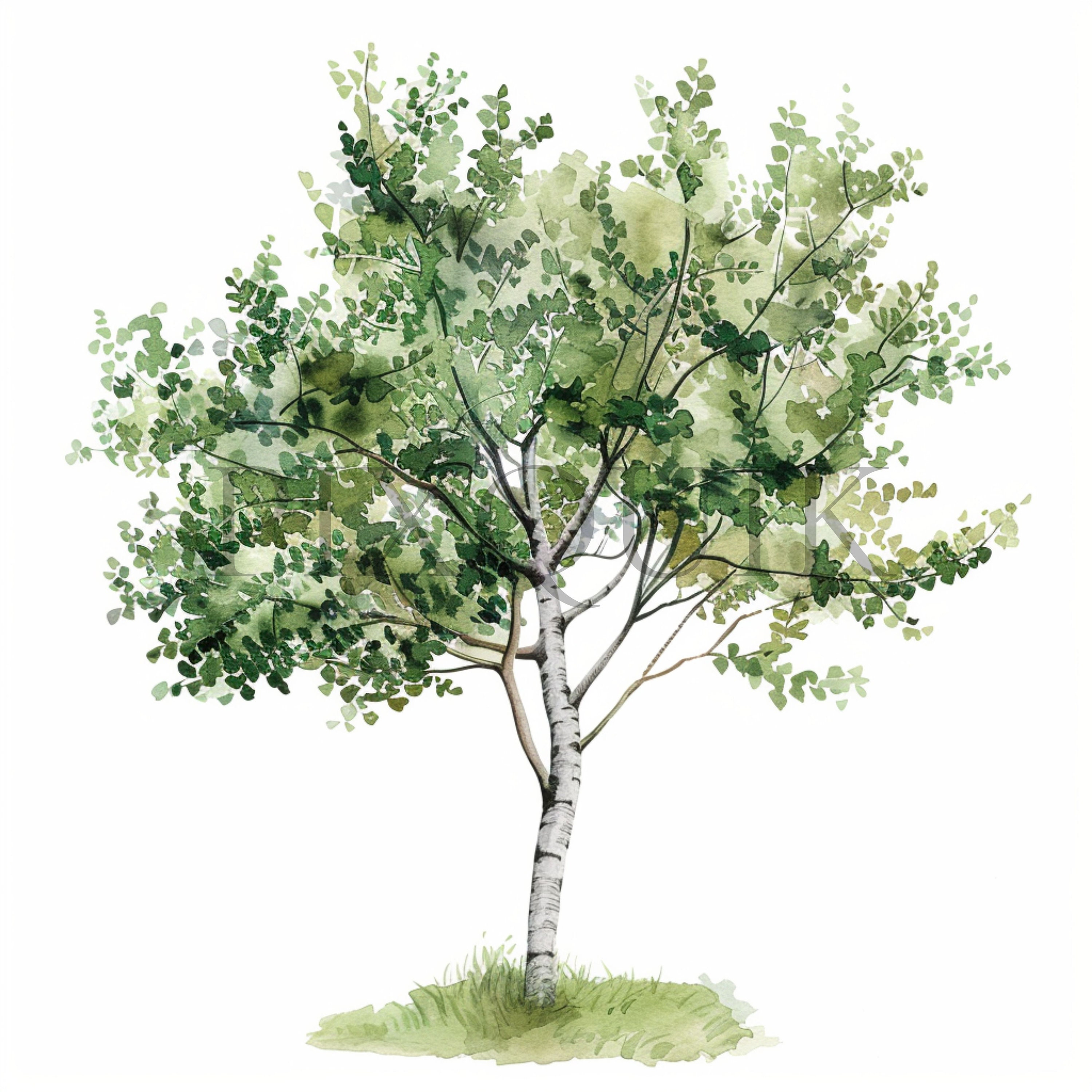 Alder Tree Clipart | Watercolor Style, Commercial Use (digital Download ...