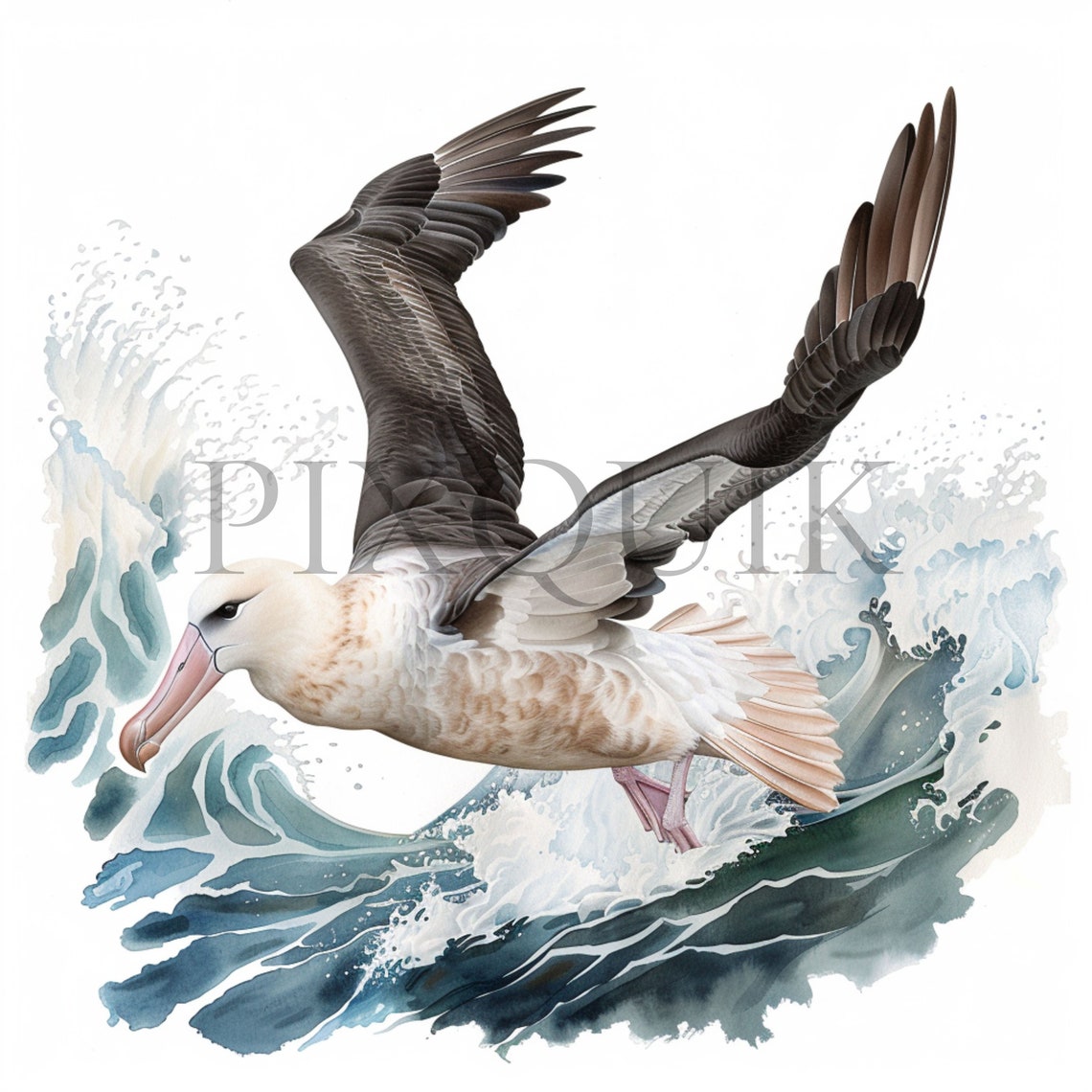 Watercolor Albatross Clipart | Bird Digital Art (10 JPG) - Etsy