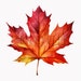 Autumn Maple Leaf Clipart | Fall Foliage Jpgs (digital Download) - Etsy