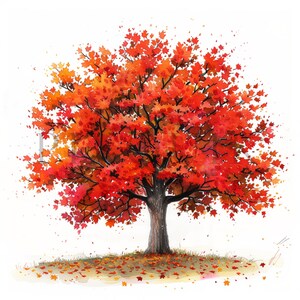 Maple Tree Clipart | 10 High Quality Jpgs | Digital Download | Fall ...
