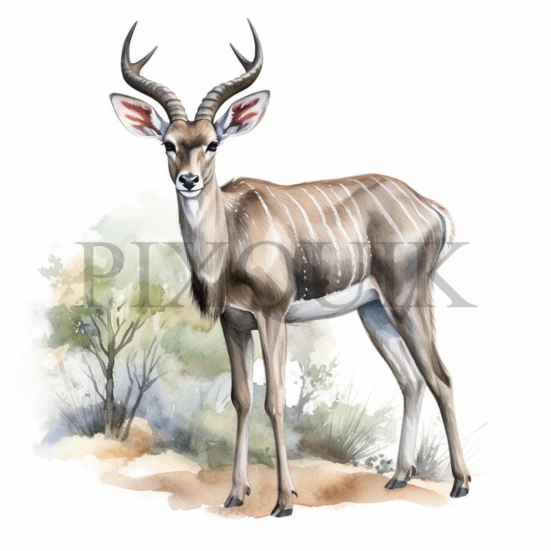 Watercolor Kudu Clipart | Safari Animal Art (digital Download) - Etsy