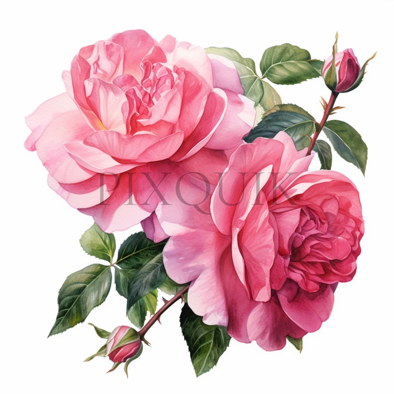 Watercolor Rose Clipart Set - 10 High-quality Jpgs | Instant Digital ...
