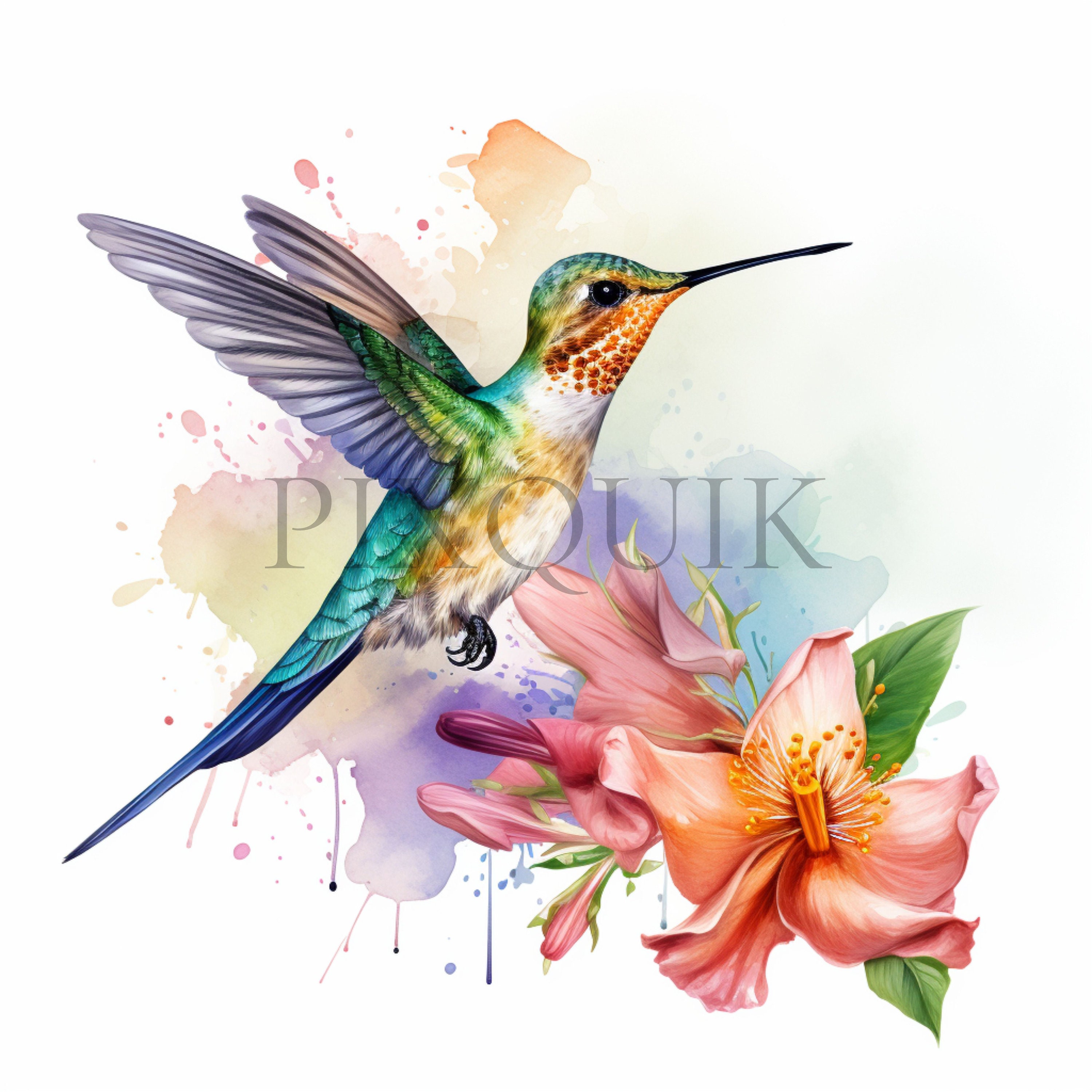 Watercolor Hummingbird Clipart Bundle 10 High Quality Jpgs Bird Clipart ...
