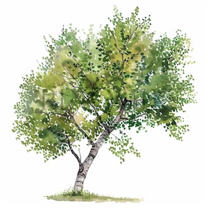 Alder Tree Clipart | 10 High Quality Jpgs | Alder Tree | Digital ...