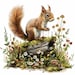 Squirrel Clipart | 10 JPG Woodland Animal Graphics (digital Download ...