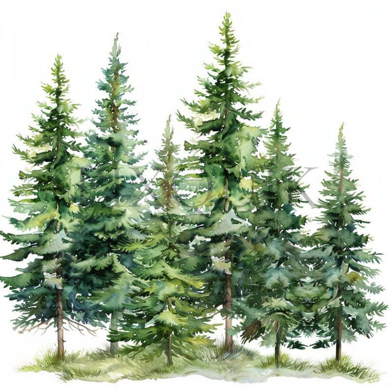 Watercolor Fir Trees Clipart | Botanical JPG Images (digital Download ...