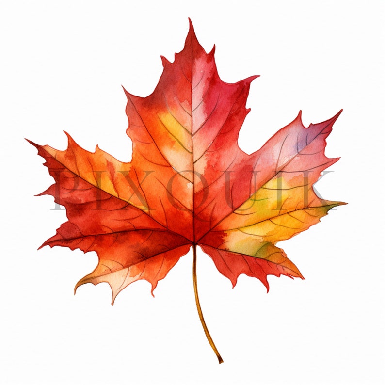 Autumn Maple Leaf Clipart | Fall Foliage Jpgs (digital Download) - Etsy