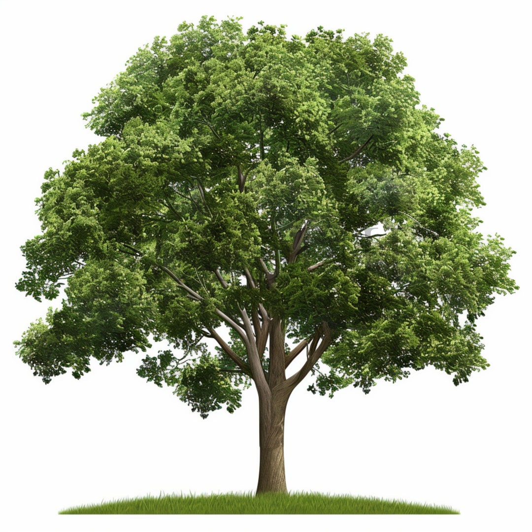 Elm Trees Clipart | 10 High Quality Jpgs | Family Tree Clipart ...