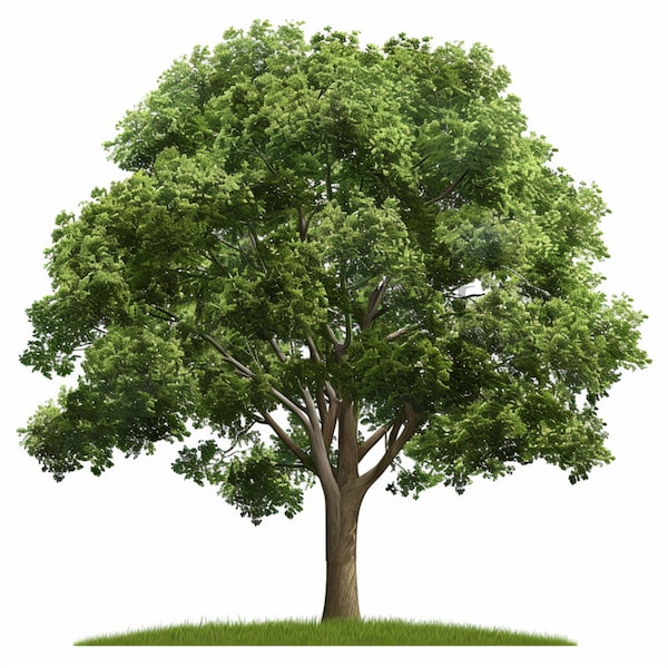 Elm Tree - Etsy
