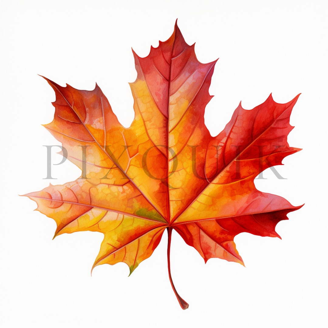 Autumn Maple Leaf Clipart | Fall Foliage Jpgs (digital Download) - Etsy