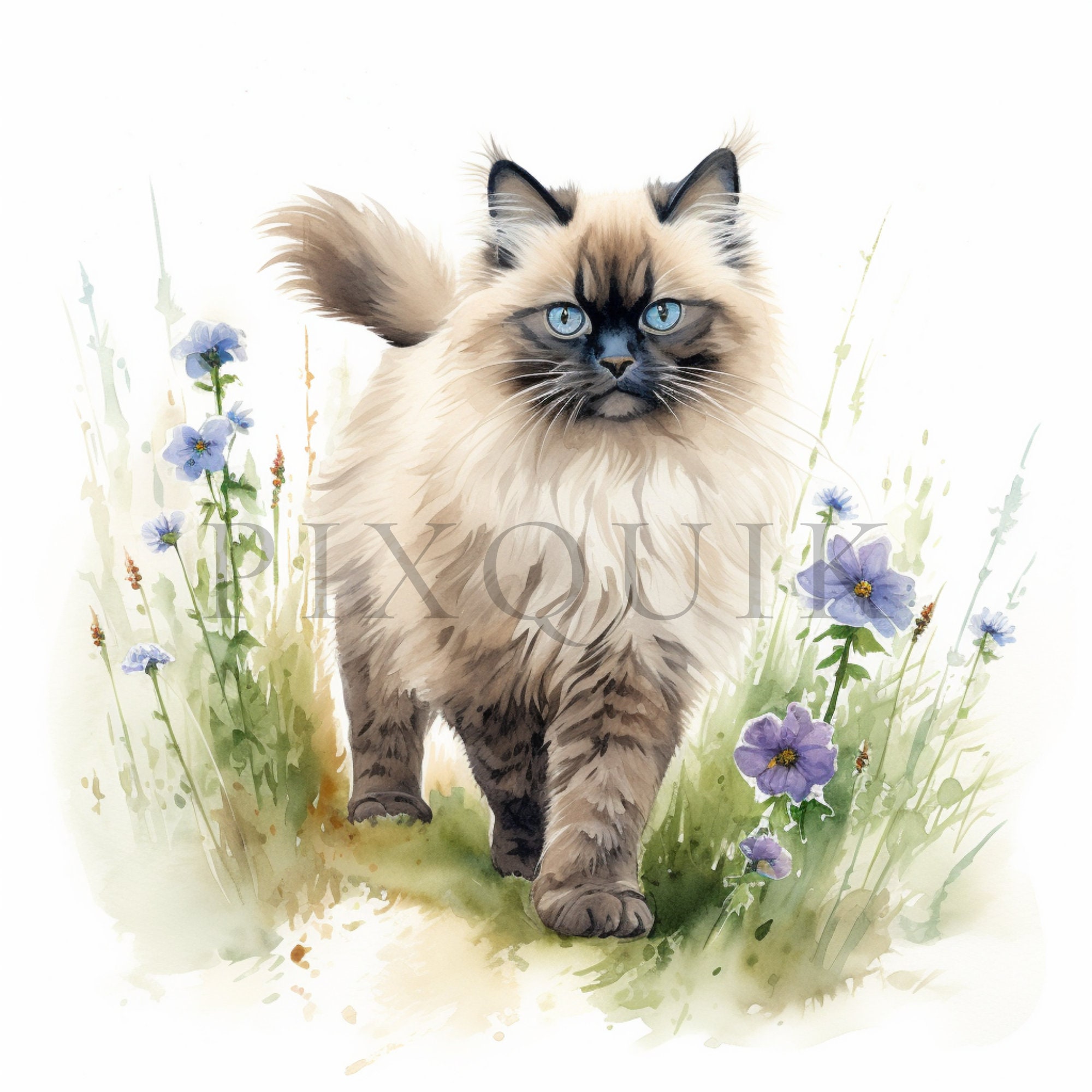 Himalayan Cat Watercolor Clipart | High-resolution Jpgs (digital ...