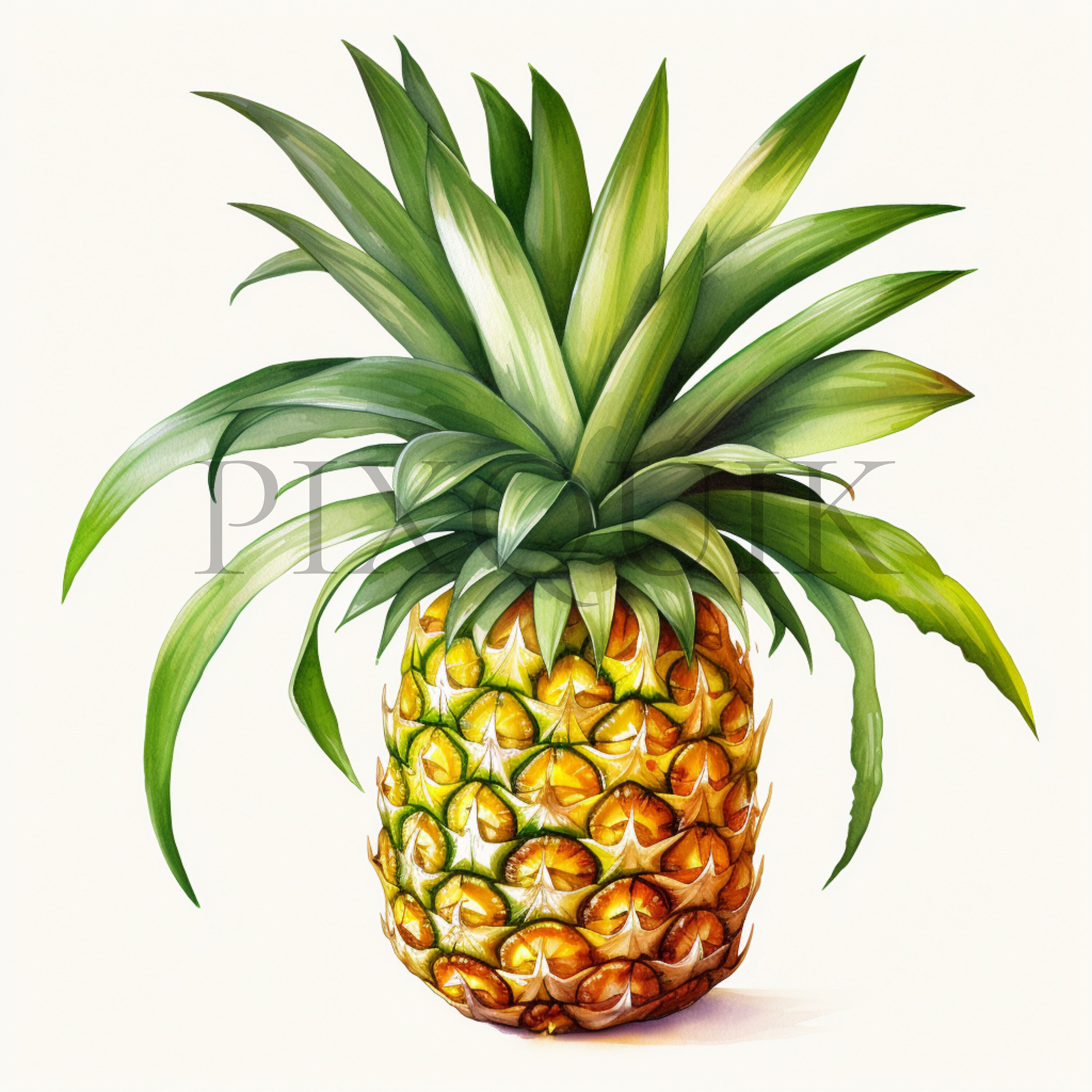 Watercolor Pineapple Clipart 10 High Quality Jpgs Fruit Clipart ...