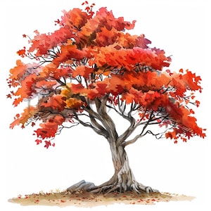 Maple Tree Clipart | 10 High Quality Jpgs | Digital Download | Fall ...