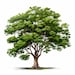 Mahogany Tree Clipart | High-resolution JPG (digital Download) - Etsy