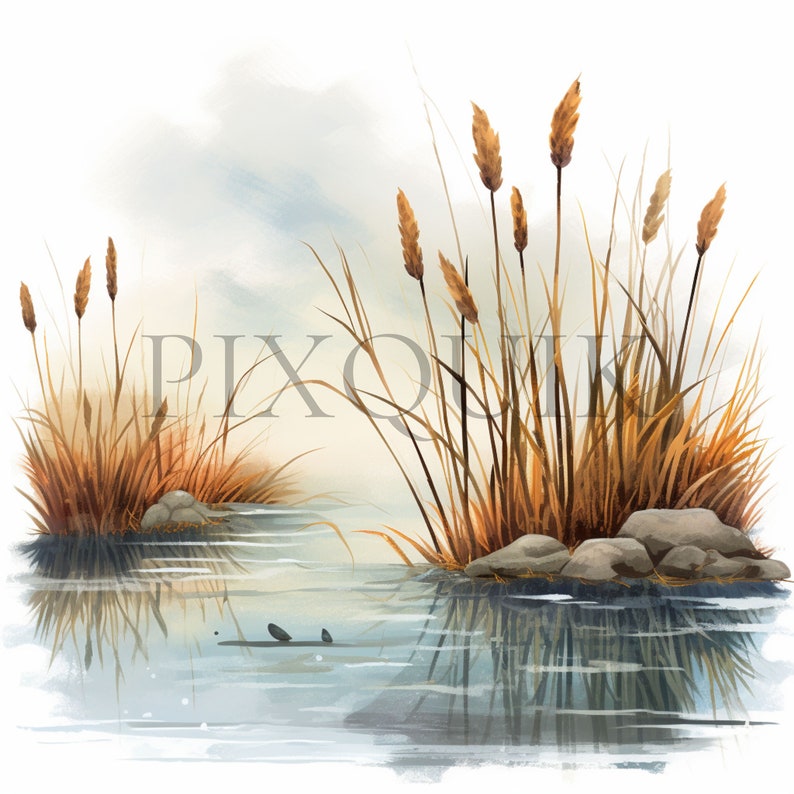Cattails and Reeds in Water Pond Clipart 10 High Quality JPG commercial ...