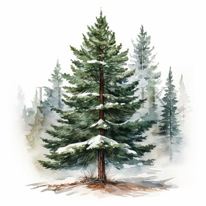 Snowy Pine Tree Clipart | 10 High Quality Jpgs | Digital Download ...