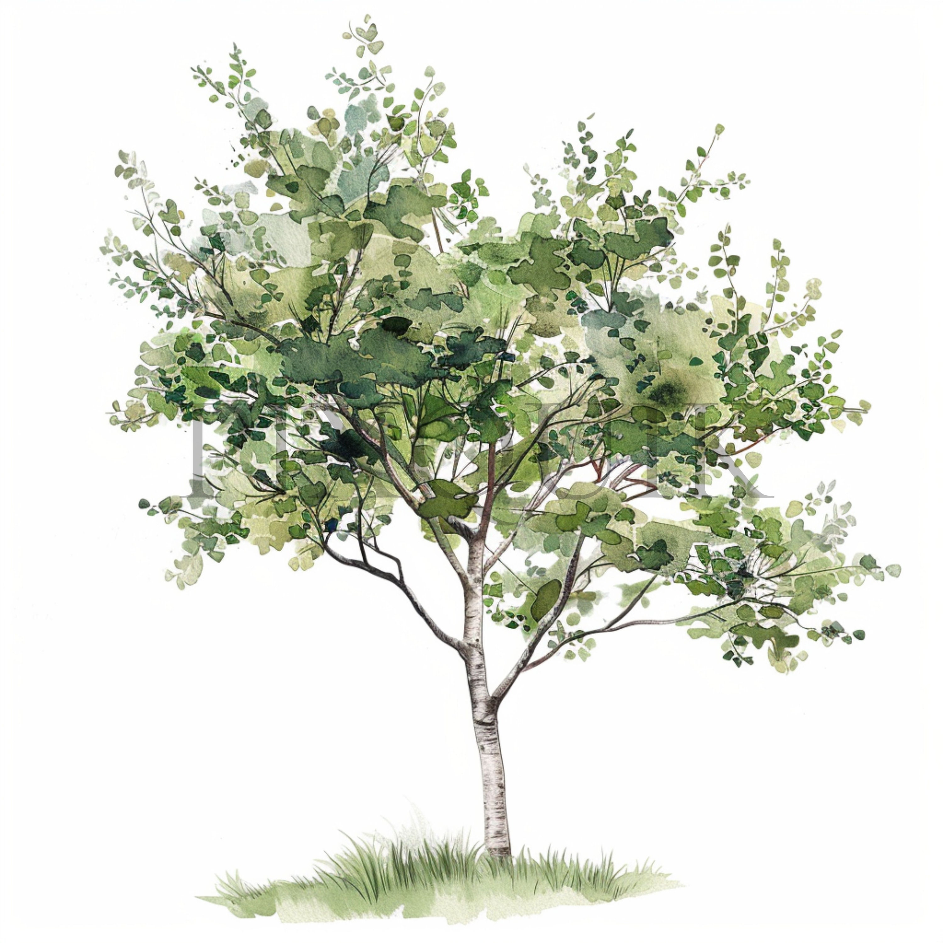 Alder Tree Clipart 10 High Quality Jpgs Alder Tree Digital Download ...