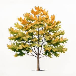 Maple Tree Clipart | 10 High Quality Jpgs | Digital Download | Maple ...