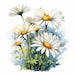 Watercolor Daisy Clipart | Floral Illustration, Commercial Use (digital ...