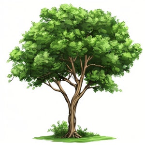 Ash Trees Clipart | 10 High Quality Jpgs | Botanical Art | Ash Tree ...