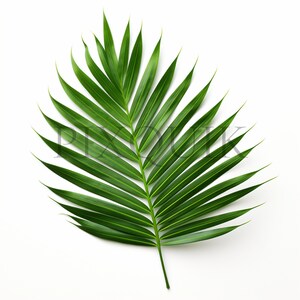 Palm Leaf Clipart | 10 High Quality Jpgs | Tropical Leaves Art | Jungle ...
