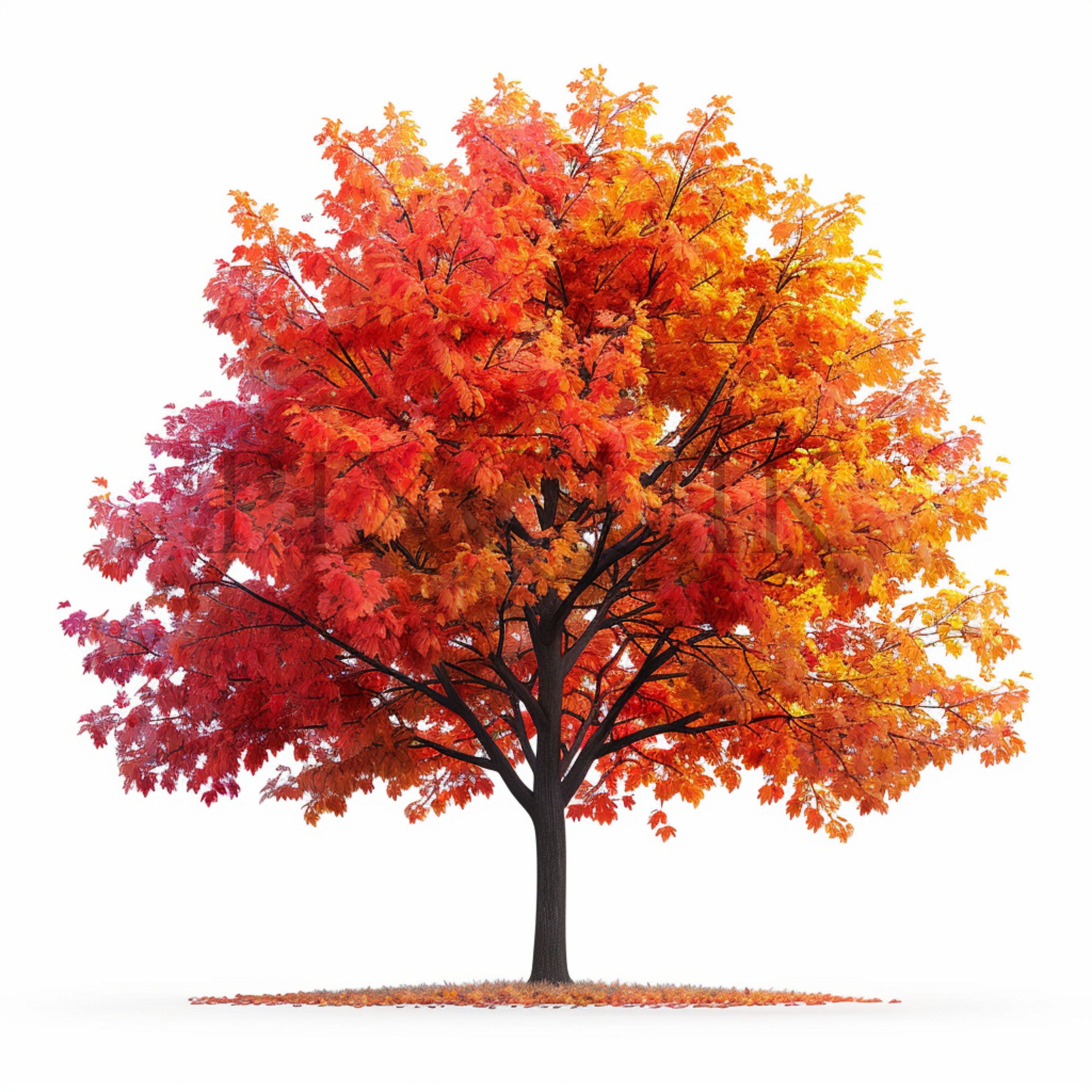 Maple Tree Clipart Clipart Bundle 10 High-quality Images Wall Art Tree ...