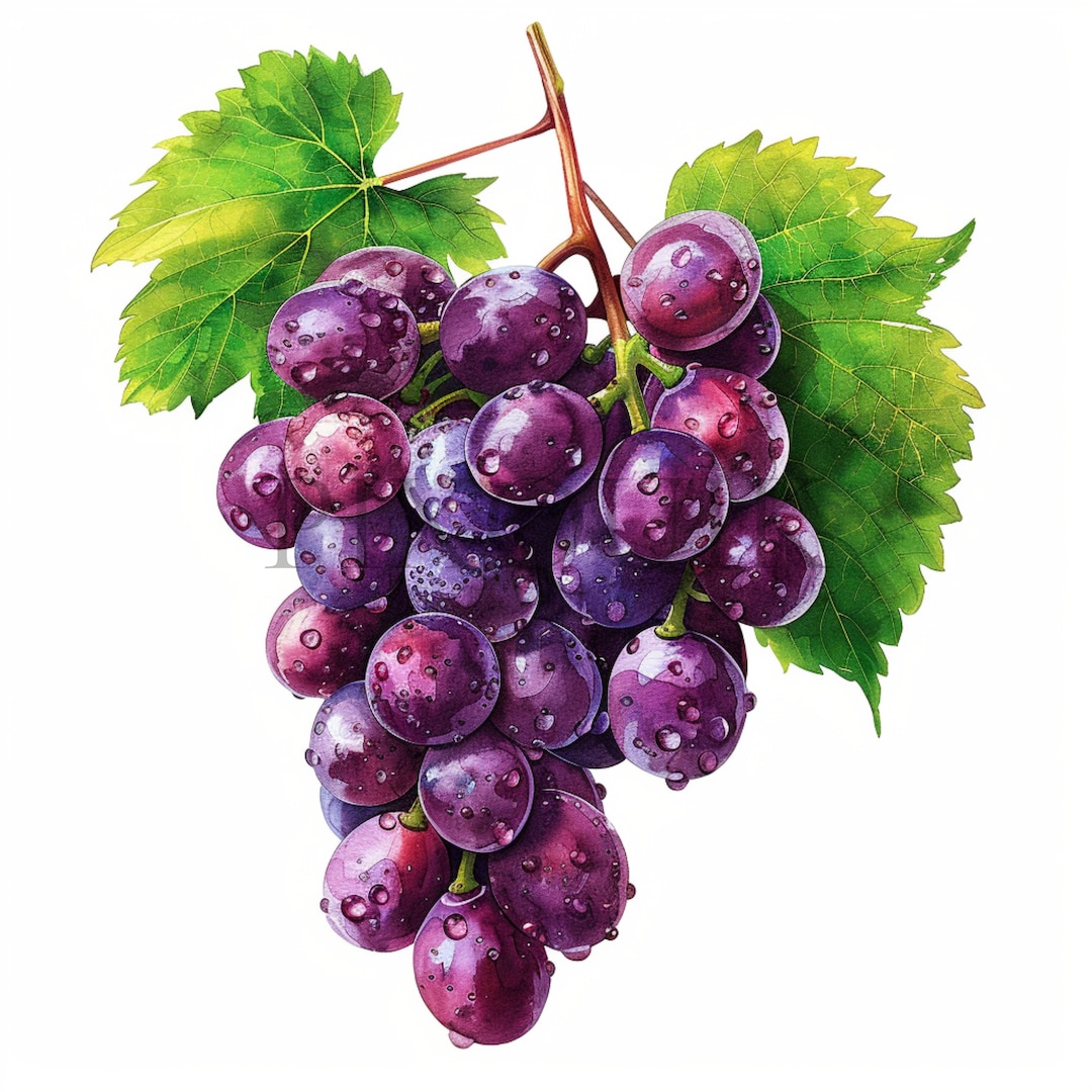 Watercolor Grapes Clipart | 10 High Quality Jpgs | Fruit Clipart ...