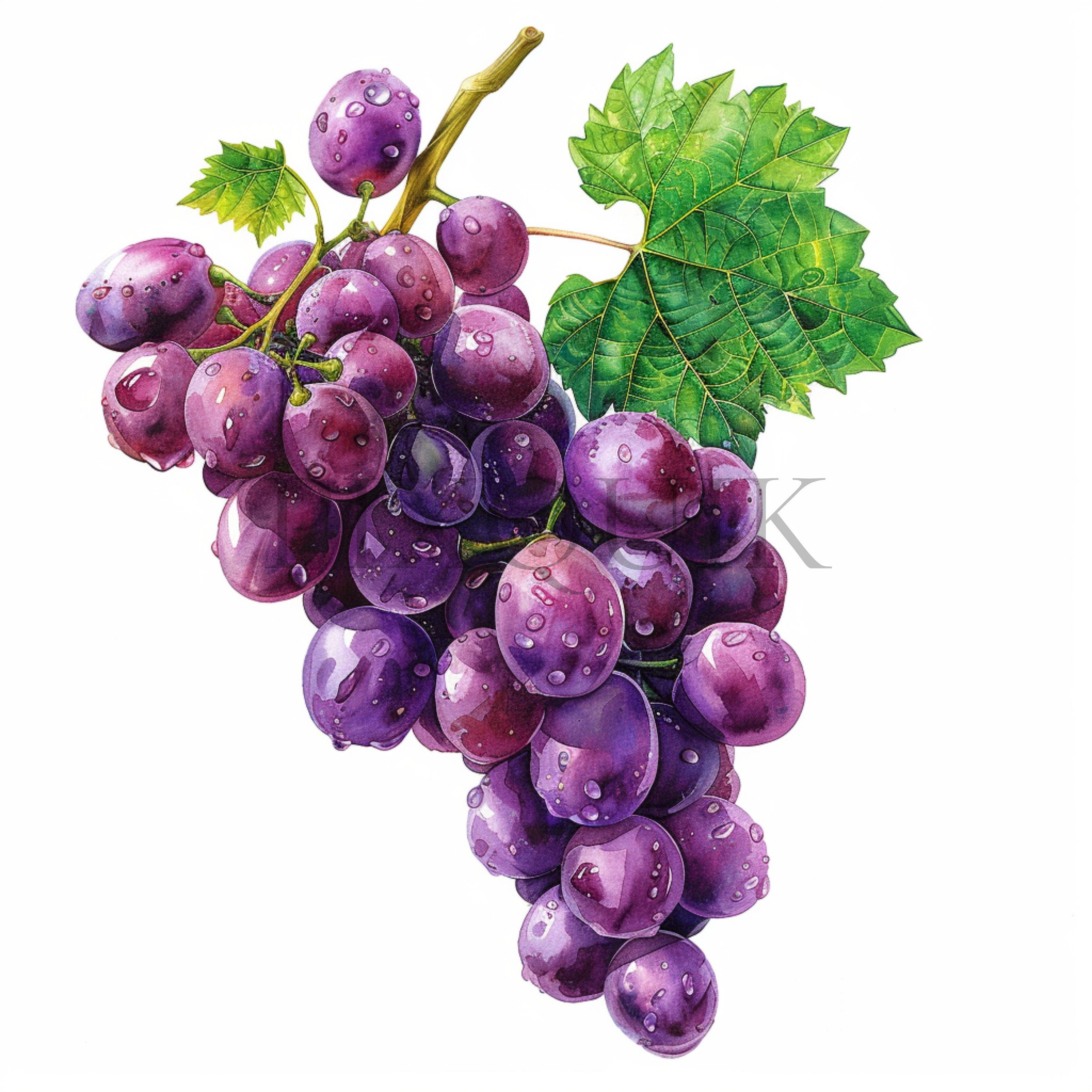 Watercolor Grapes Clipart 10 High Quality Jpgs Fruit Clipart Grape ...