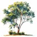 Gum Tree Clipart Tree Clipart 10 High Quality JPG Gum Tree Illustration ...