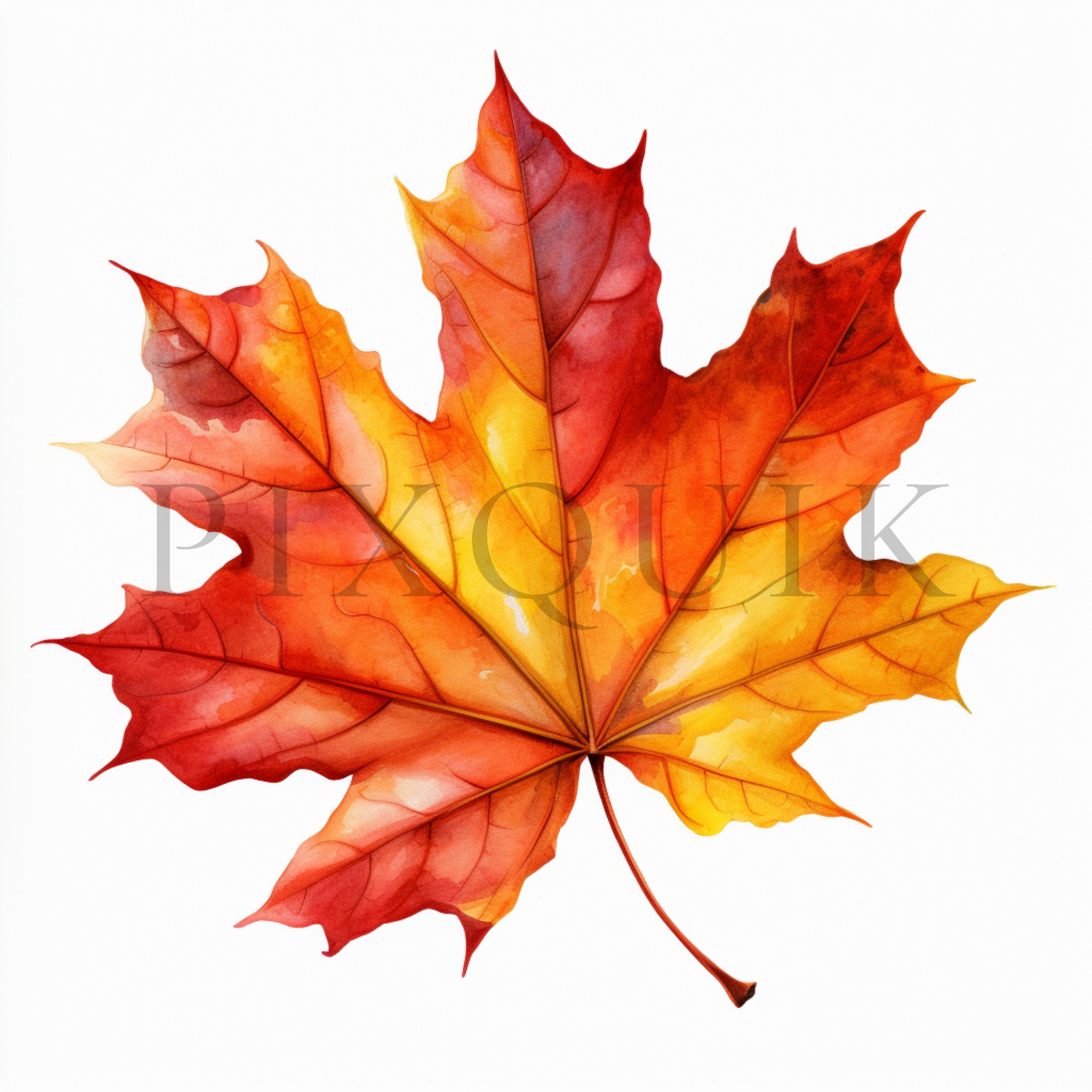 Autumn Maple Leaf Clipart | Fall Foliage Jpgs (digital Download) - Etsy