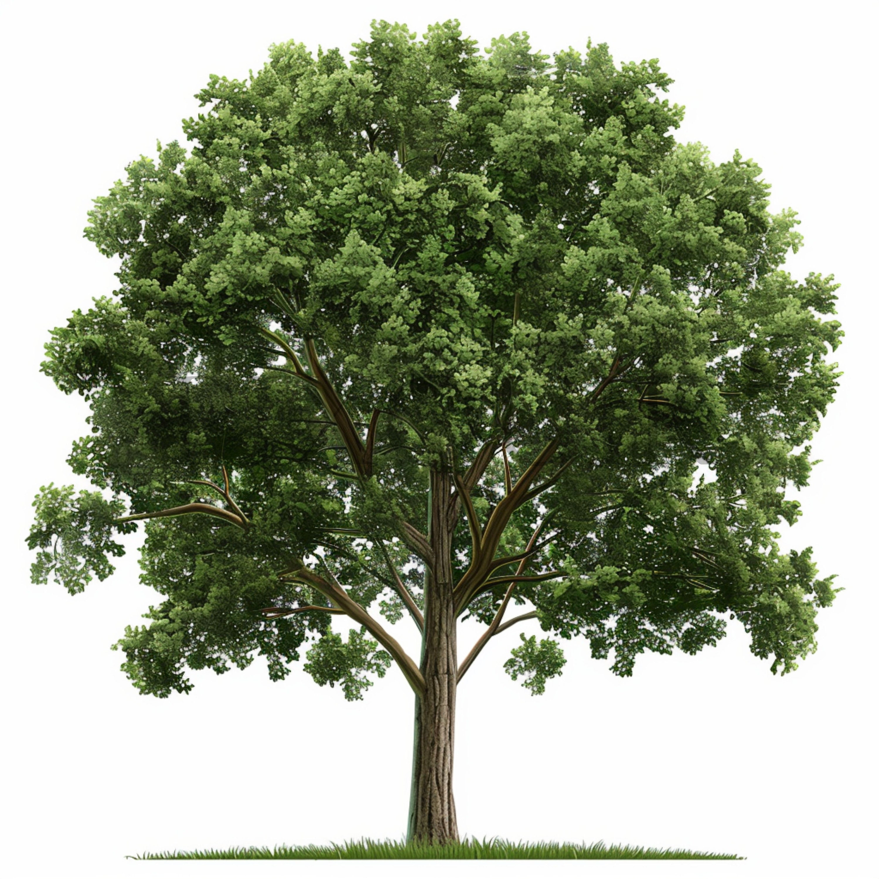 Elm Trees Clipart | 10 High Quality Jpgs | Family Tree Clipart ...