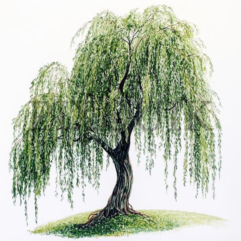 Üppige Trauerweide Baum Clipart | 10 JPG-Dateien | Kartengestaltung ...