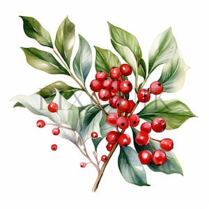 Festive Christmas Plant Clipart 10 High Quality Jpgs Holiday Flora Art ...