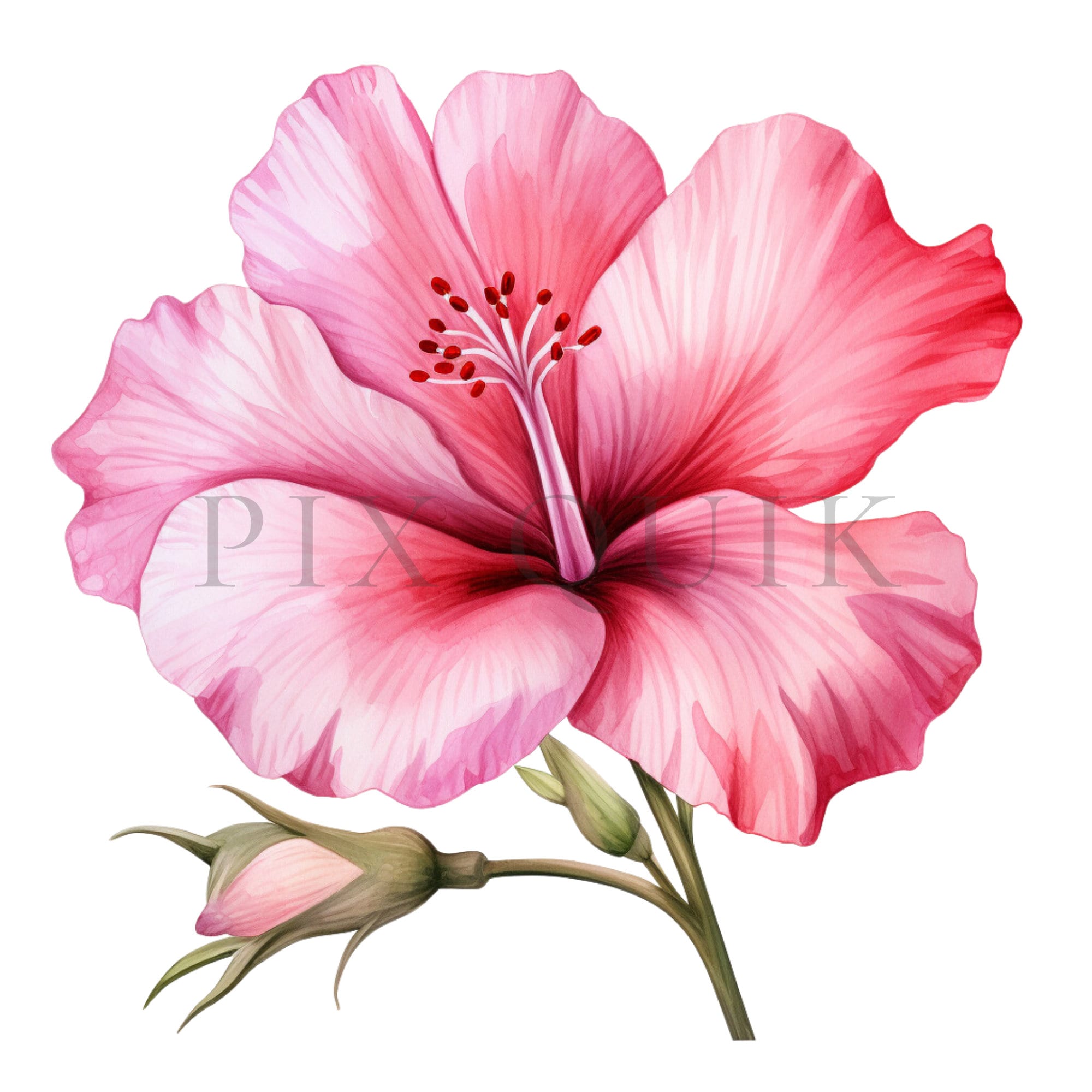 Watercolor Hibiscus Flower Clipart: 10 Jpgs, Commercial Use (digital ...