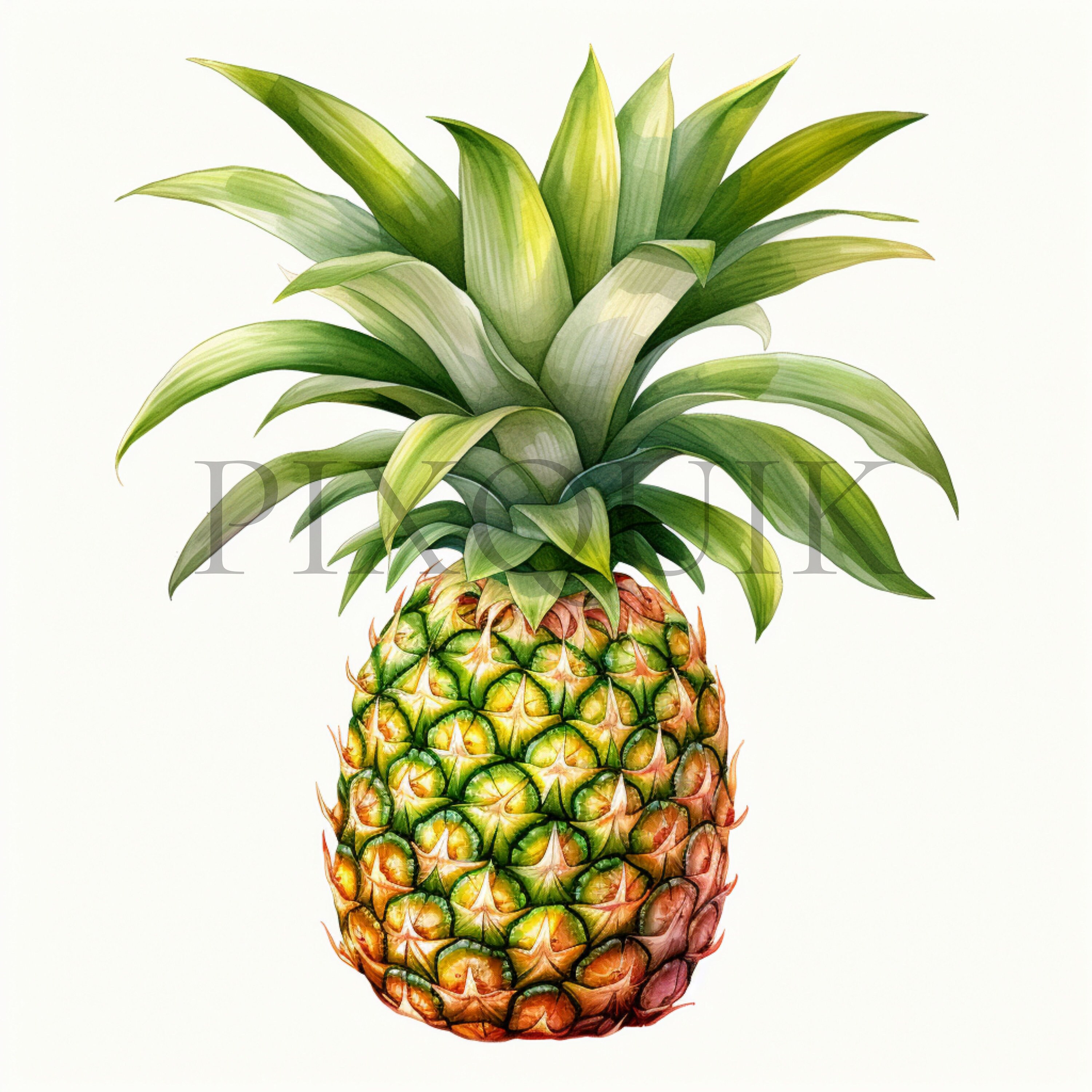 Watercolor Pineapple Clipart 10 High Quality Jpgs Fruit Clipart ...