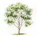 Gum Tree Clipart Tree Clipart 10 High Quality JPG Gum Tree Illustration ...