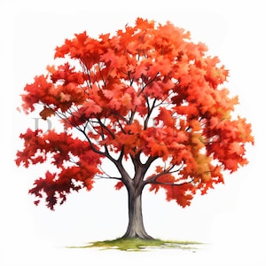 Maple Tree Clipart | 10 High Quality Jpgs | Digital Download | Fall ...