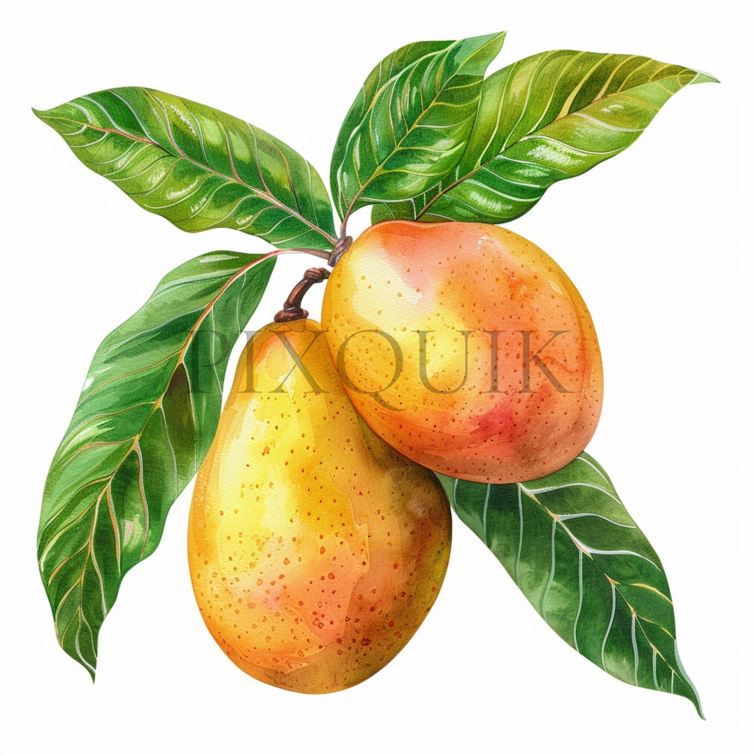 Watercolor Mango Clipart | Tropical Fruit Illustration (10 JPG) - Etsy