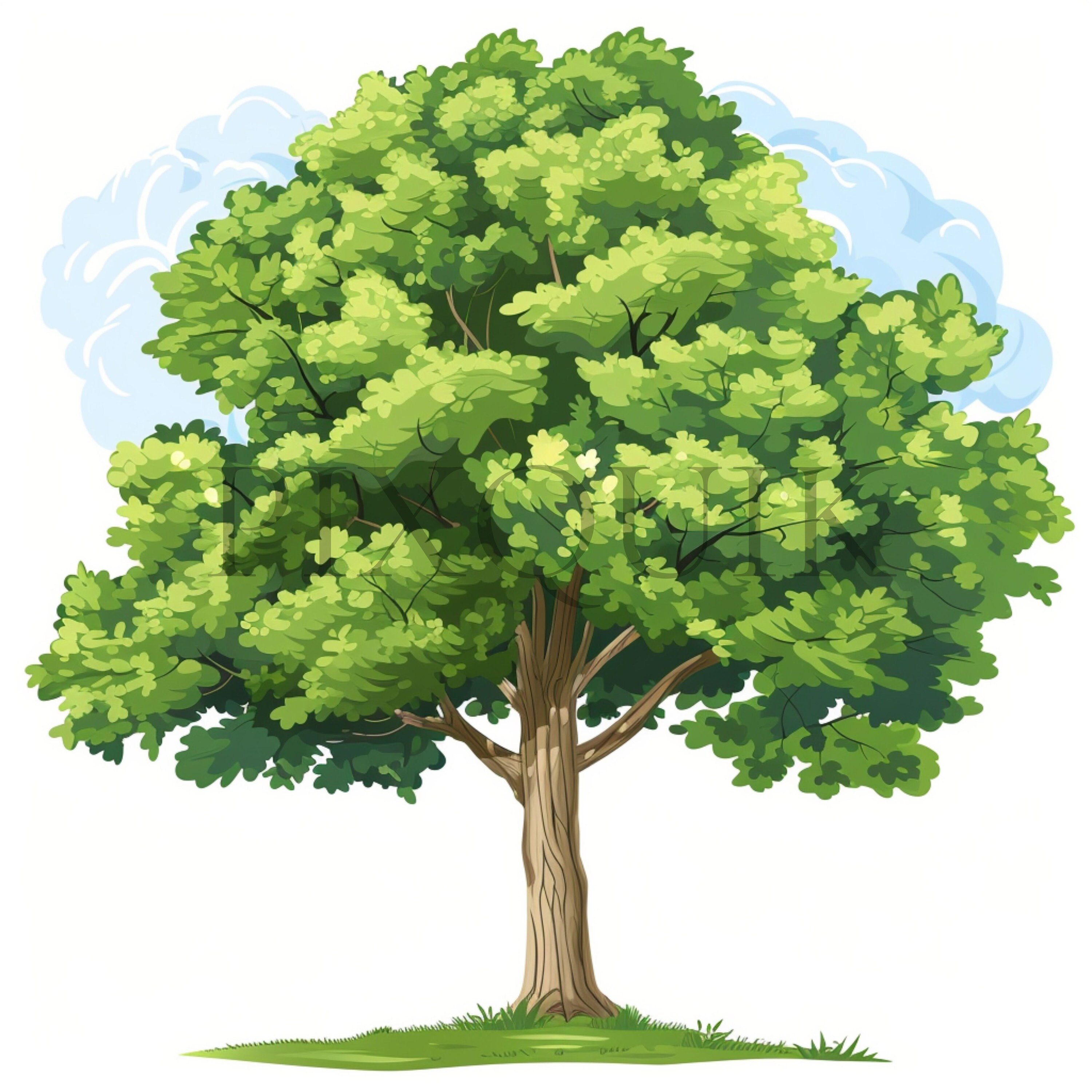 Sycamore Tree Clipart 10 High Quality Jpgs Sycamore Tree Illustration ...