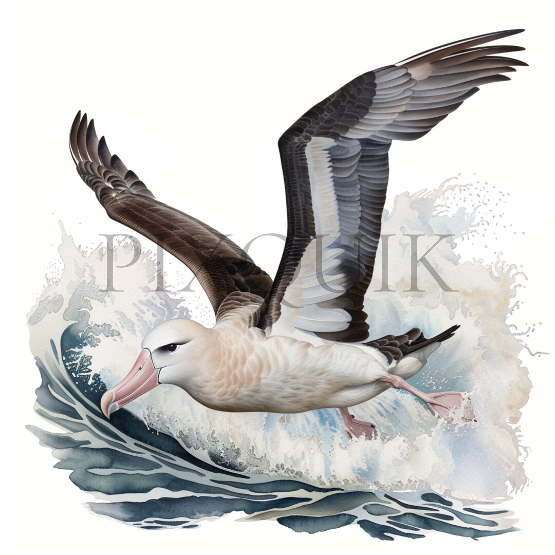 Watercolor Albatross Clipart | Bird Digital Art (10 JPG) - Etsy
