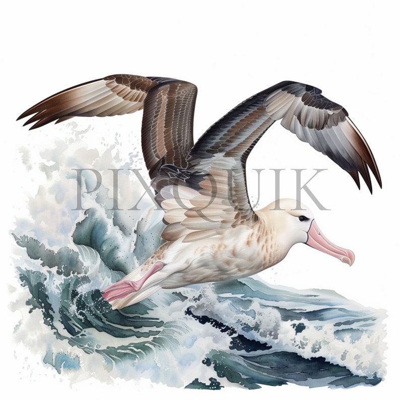 Watercolor Albatross Clipart | Bird Digital Art (10 JPG) - Etsy