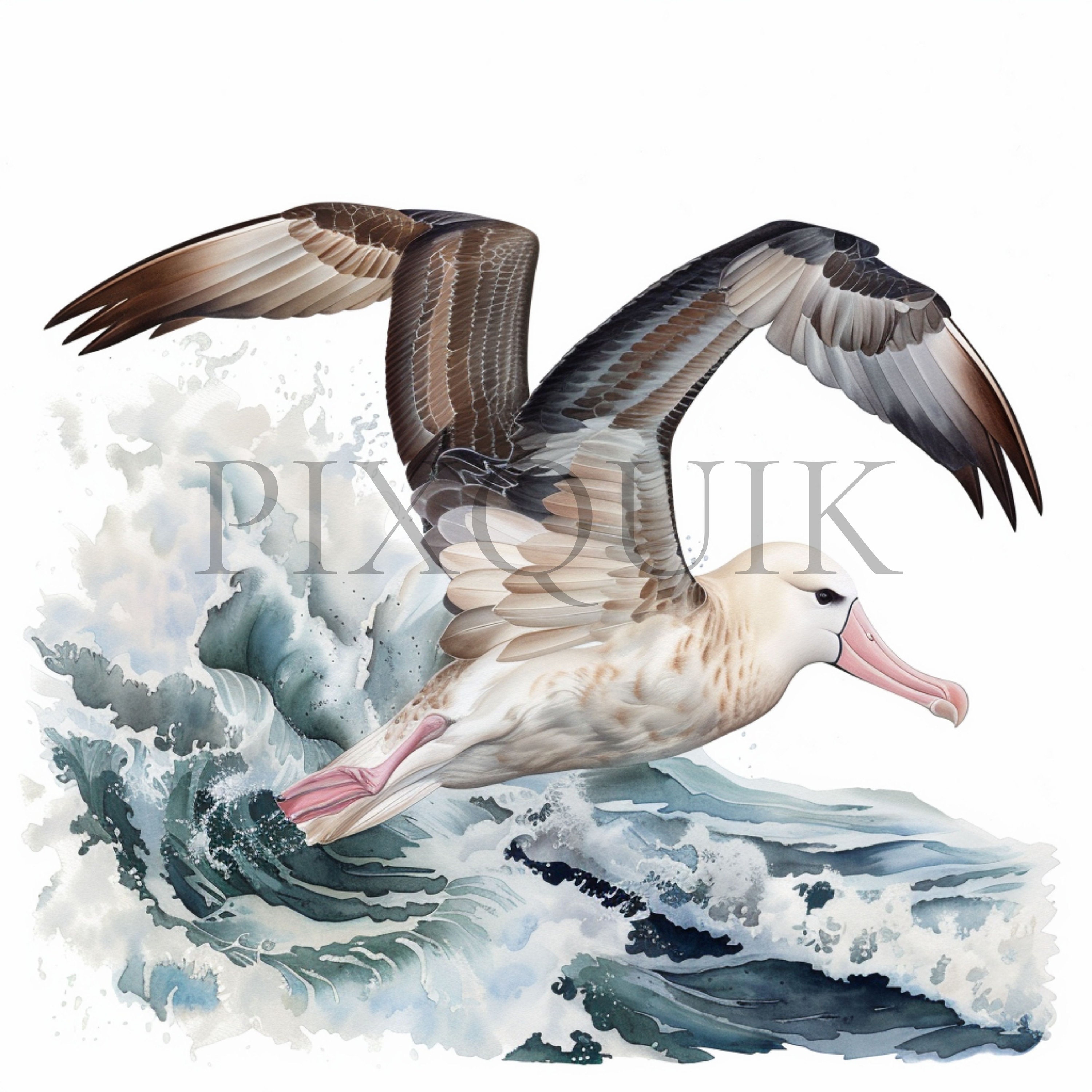 Watercolor Albatross Clipart | Bird Digital Art (10 JPG) - Etsy