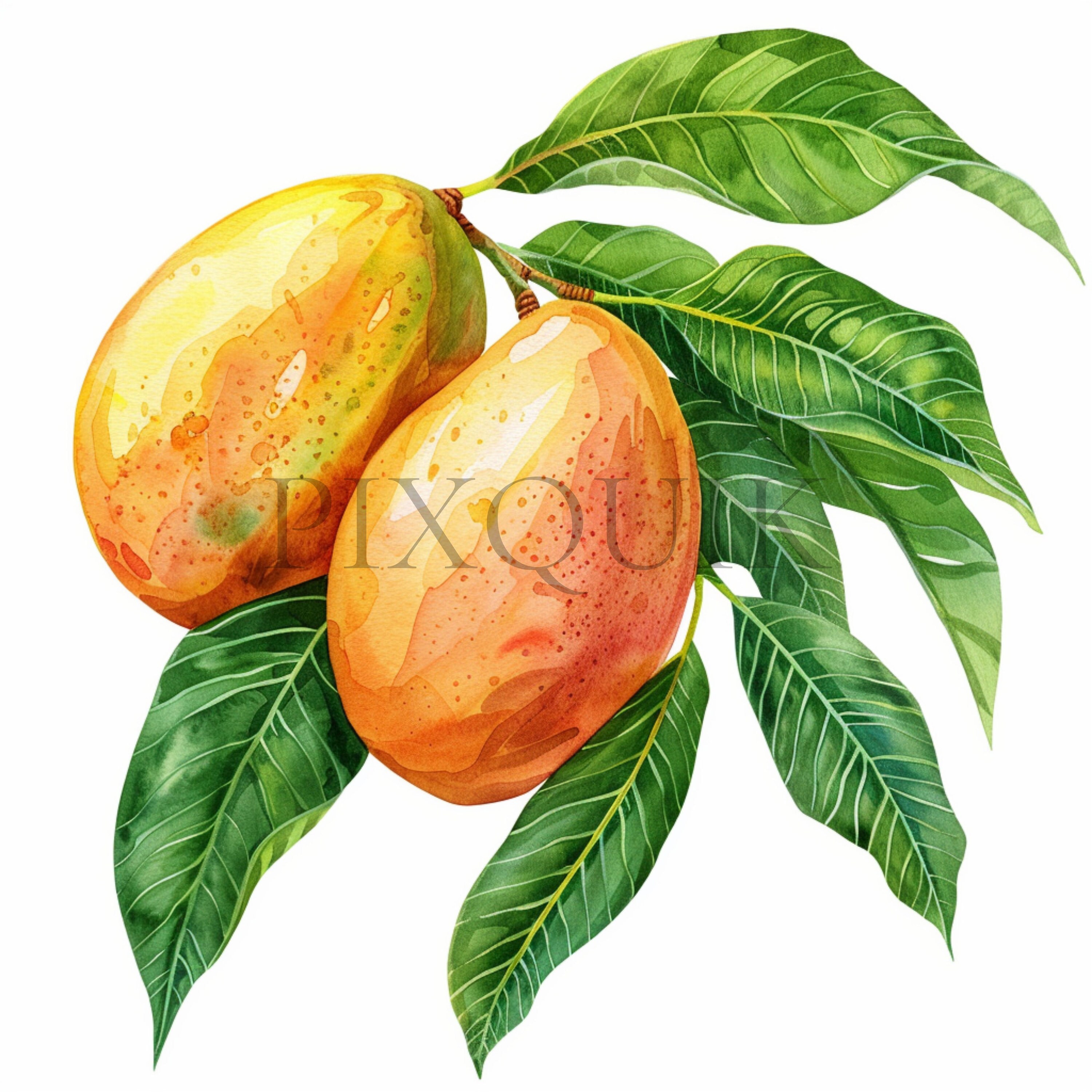 Watercolor Mango Clipart 10 High Quality JPG Citrus Fruits Commercial ...