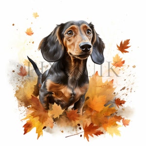 Watercolor Autumn Dachshund Clipart | 10 High Quality Jpgs | Digital ...