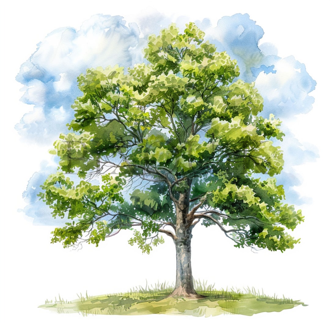 Sycamore Tree Clipart | 10 High Quality Jpgs | Sycamore Tree ...
