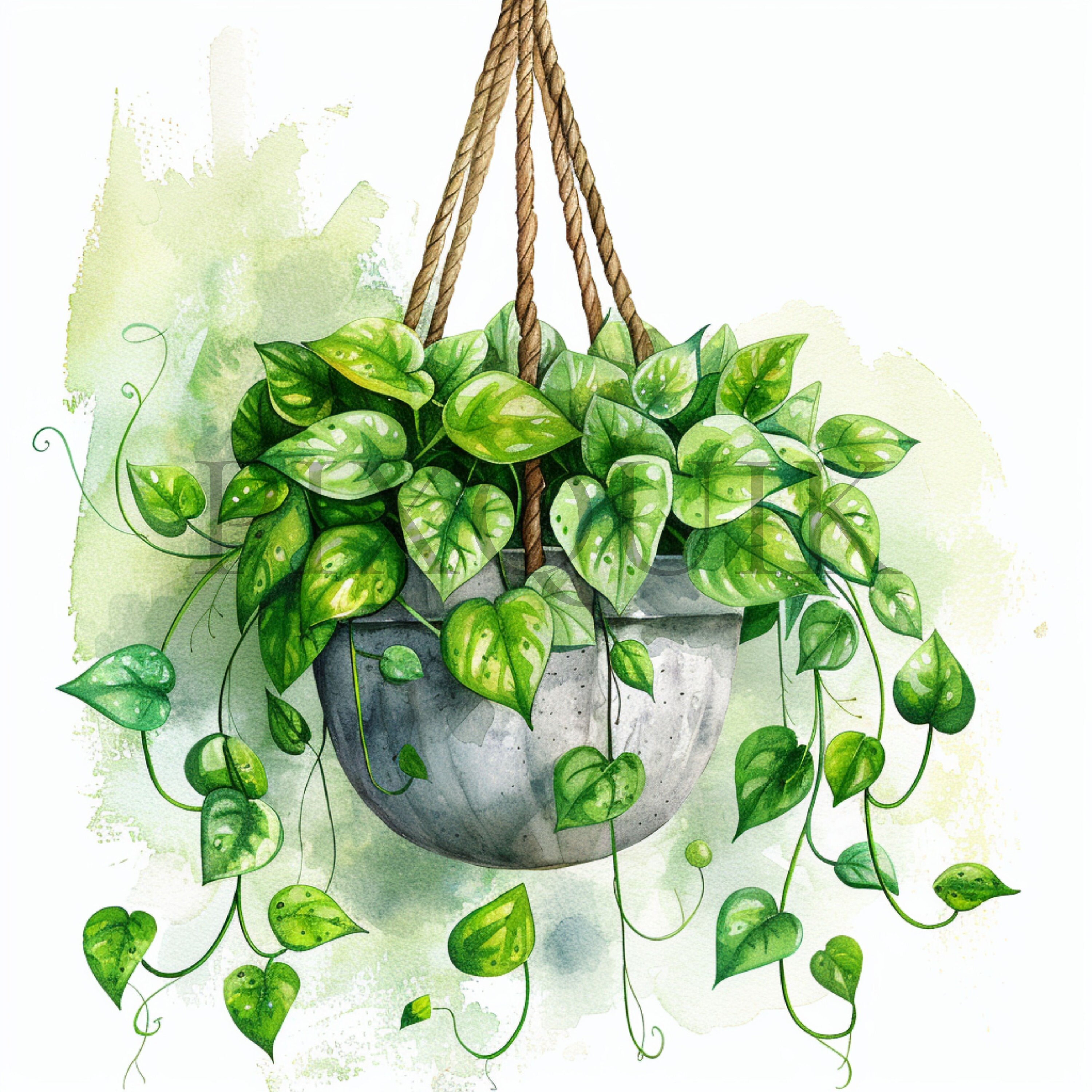 Watercolor Hanging House Plants Clipart 10 High Quality Jpgs Retro ...