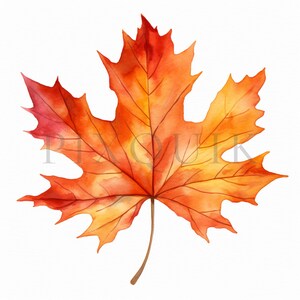 Fall Leaves Clipart - 10 High Quality Jpgs | Autumn Leaves Clipart ...