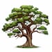 Real Tree Clipart | Mahogany Tree | Mahogany | 10 High Quality JPG ...