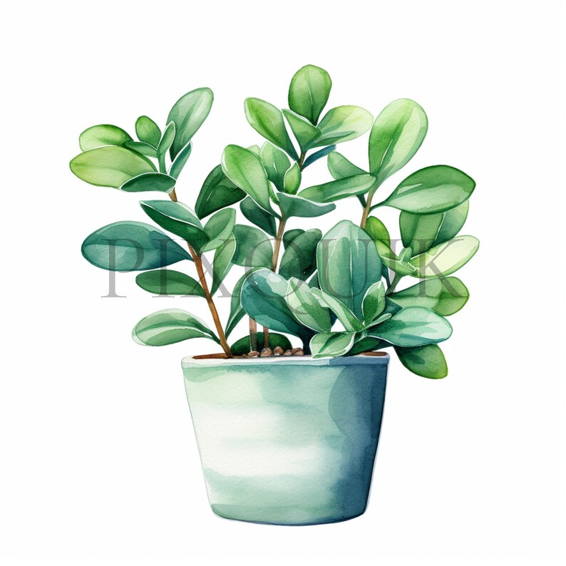 Cute House Plant Clipart | 10 High Quality Jpgs | Botanical Art ...